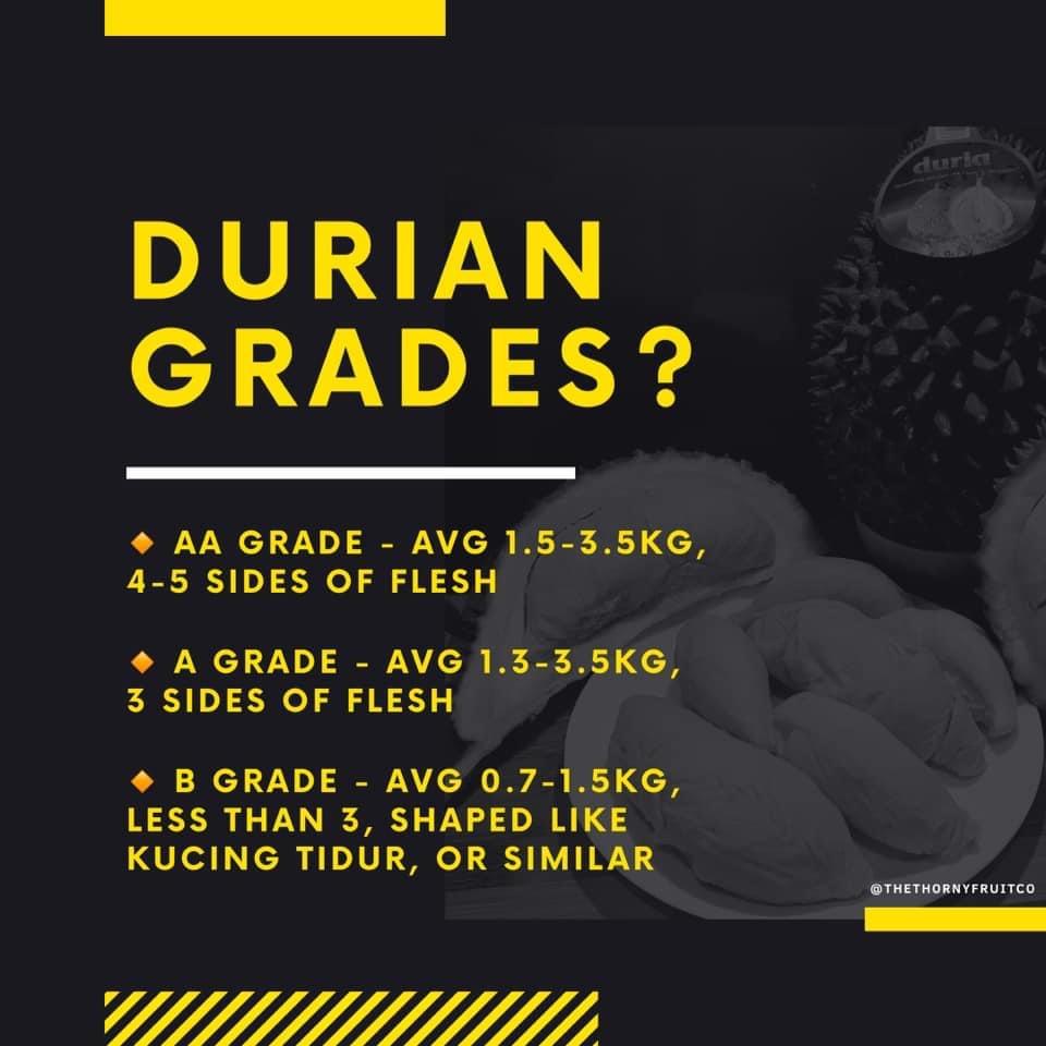 Understanding Musang King Durian Grading – The Thorny Fruit Co