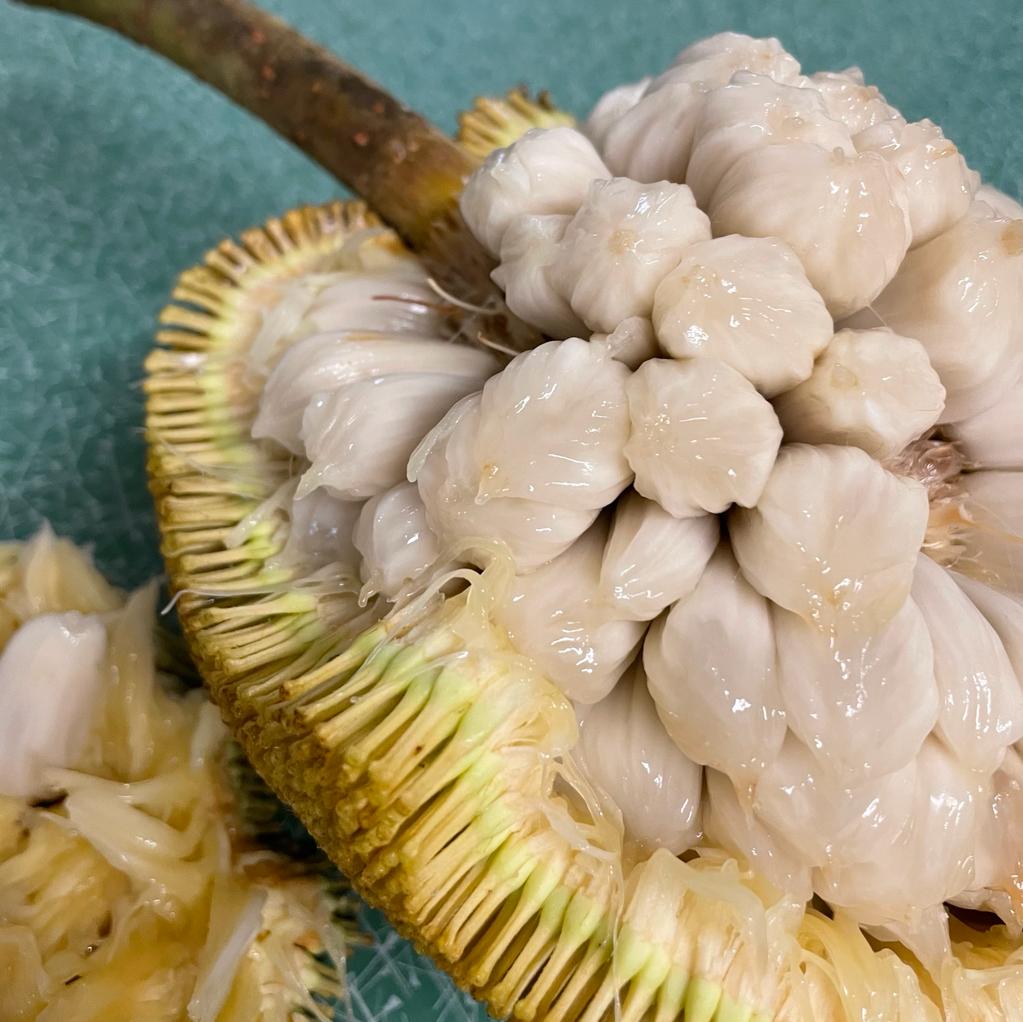 Marang Fruit Tree