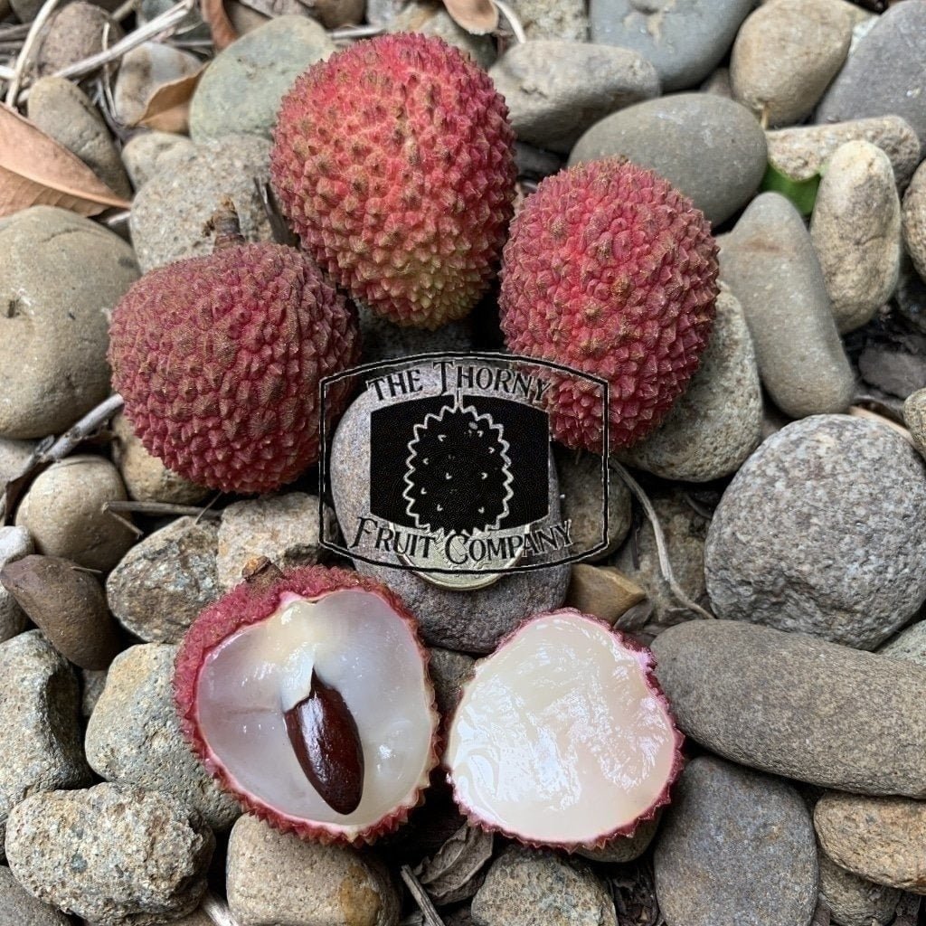 Australian Lychees. Litchi chinensis – The Thorny Fruit Co
