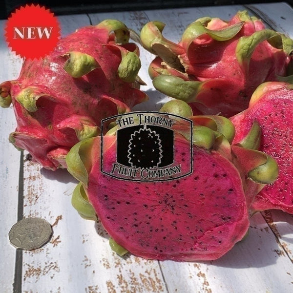 Pitaya It's Time For A WILD RIDE!😎🔥 Introducing The NEW