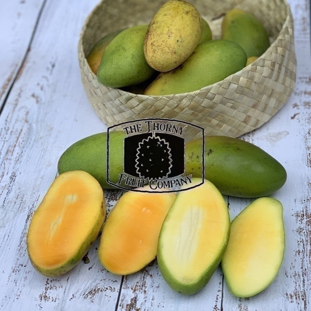 [EXPRESSION OF INTEREST] QLD Philippine ‘Piko’ Mangoes – The Thorny ...