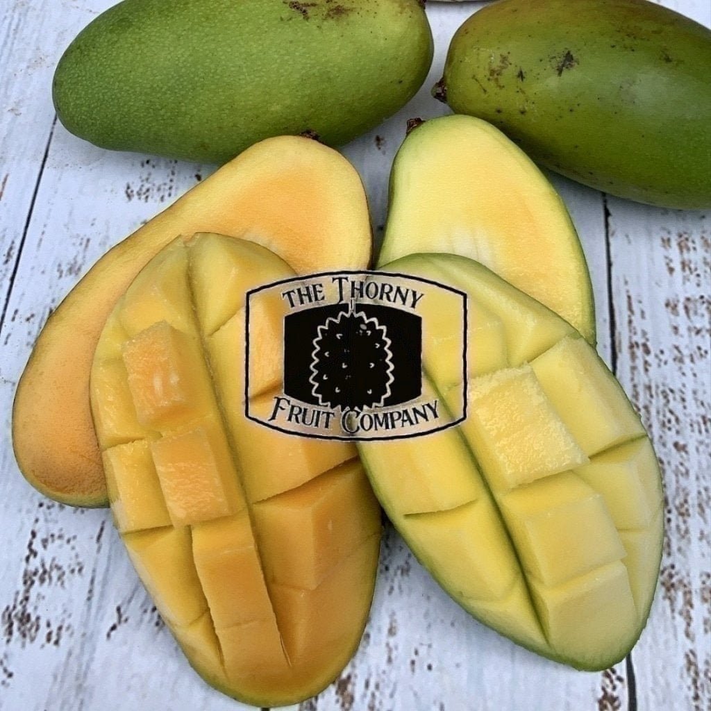 [EXPRESSION OF INTEREST] QLD Philippine ‘Piko’ Mangoes – The Thorny ...