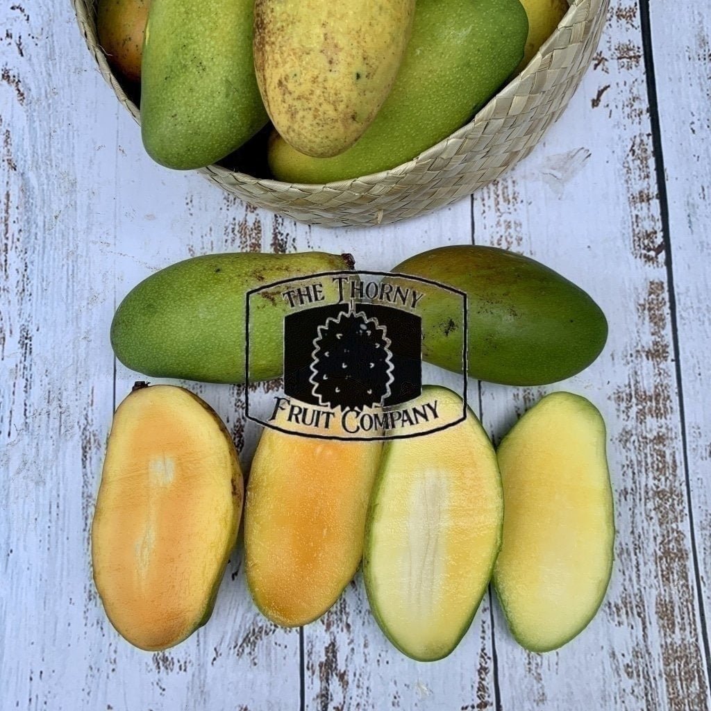 [EXPRESSION OF INTEREST] QLD Philippine ‘Piko’ Mangoes – The Thorny ...