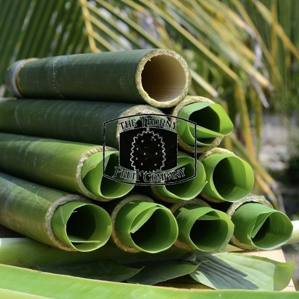 Fresh QLD Bamboo. Buluh. Bumbong – The Thorny Fruit Co
