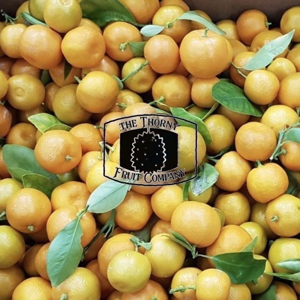 [LIMITED] Calamansi. Limau Kasturi. Citrofortunella microcarpa – The ...