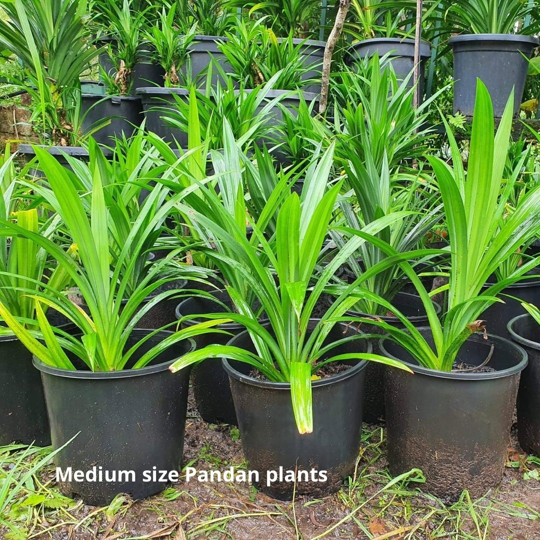 [PICK-UP ONLY] Fresh Sydney-grown Pandan Plants. Pandanus Amaryllifoli ...