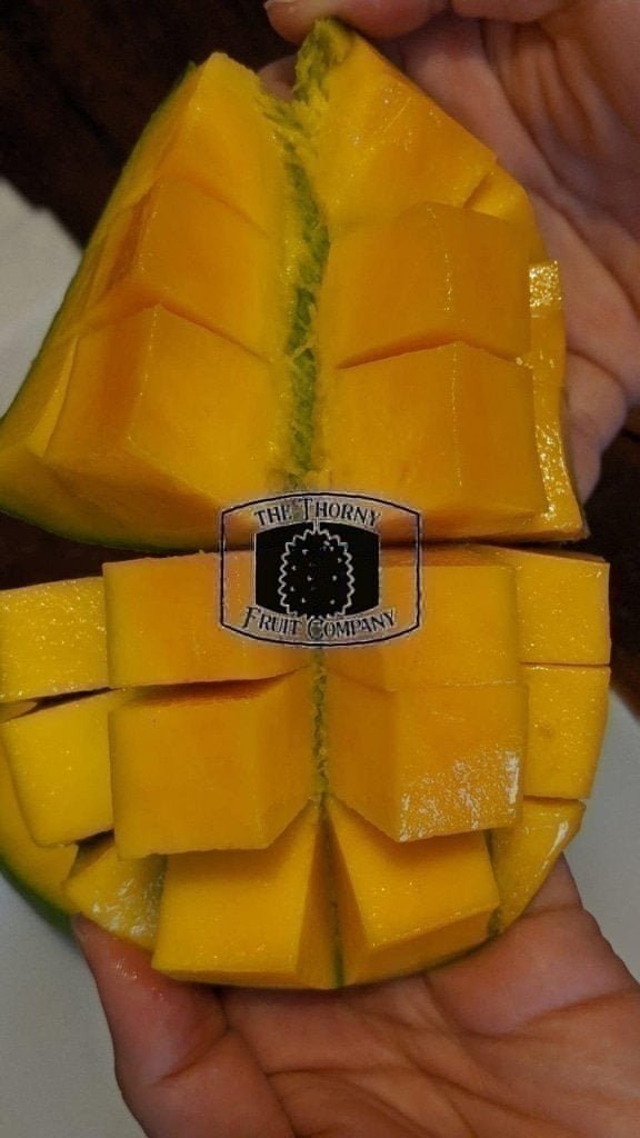 [LIMITED] Mangga Golek. Cedar Bay Mango. MA 162 – The Thorny Fruit Co