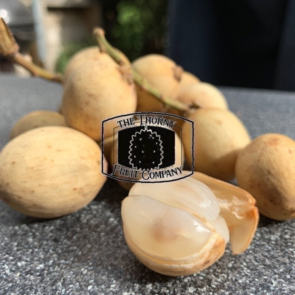 Lansones M Tech Gardens Langsat/Duku/Lansium Domesticum (Lanzones ...