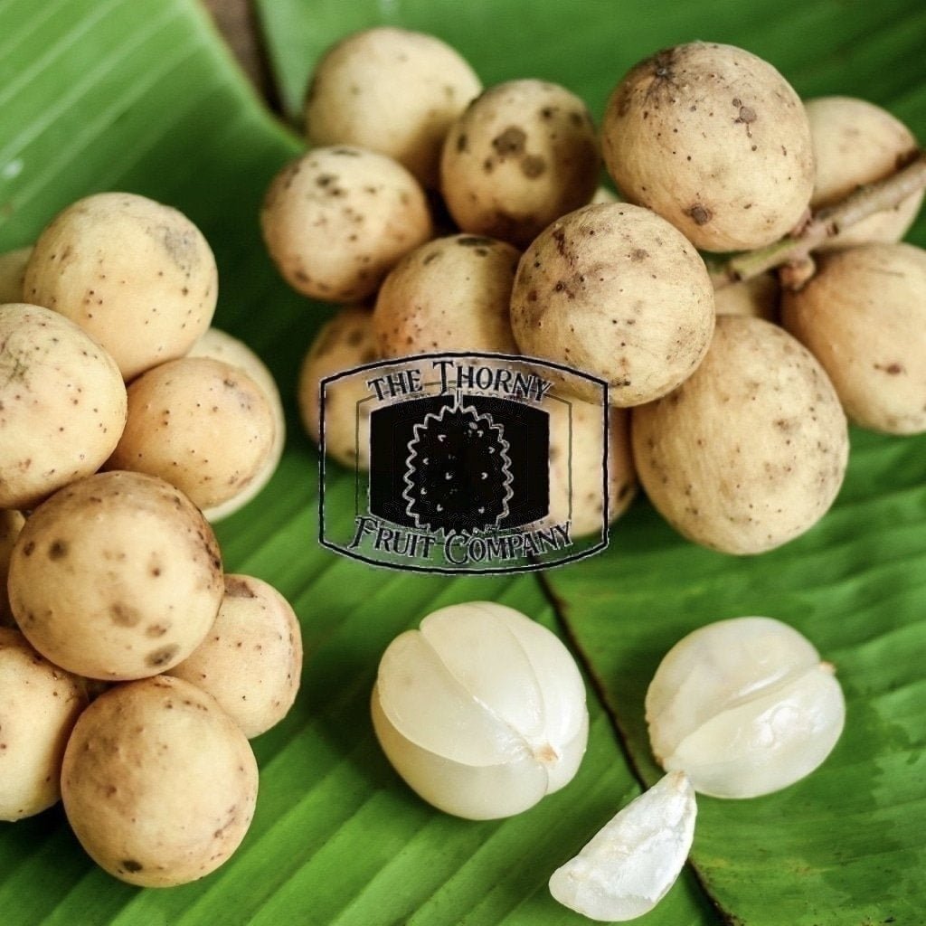 Lansones M Tech Gardens Langsat/Duku/Lansium Domesticum (Lanzones ...