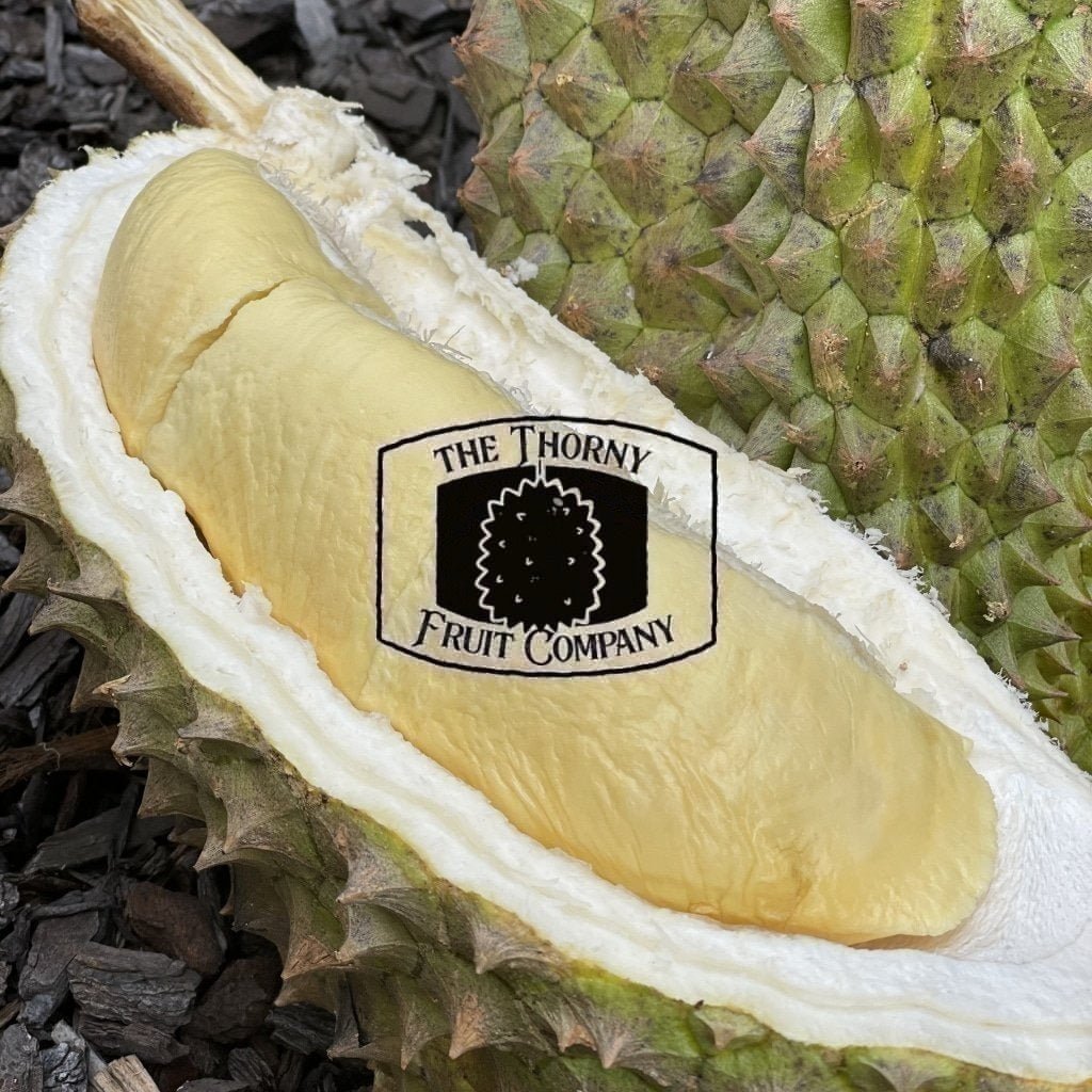 [NOT IN SEASON] QLD Fresh Chanee Durian D123 – The Thorny Fruit Co