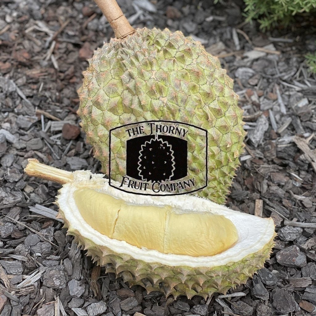 [NOT IN SEASON] QLD Fresh Chanee Durian D123 – The Thorny Fruit Co