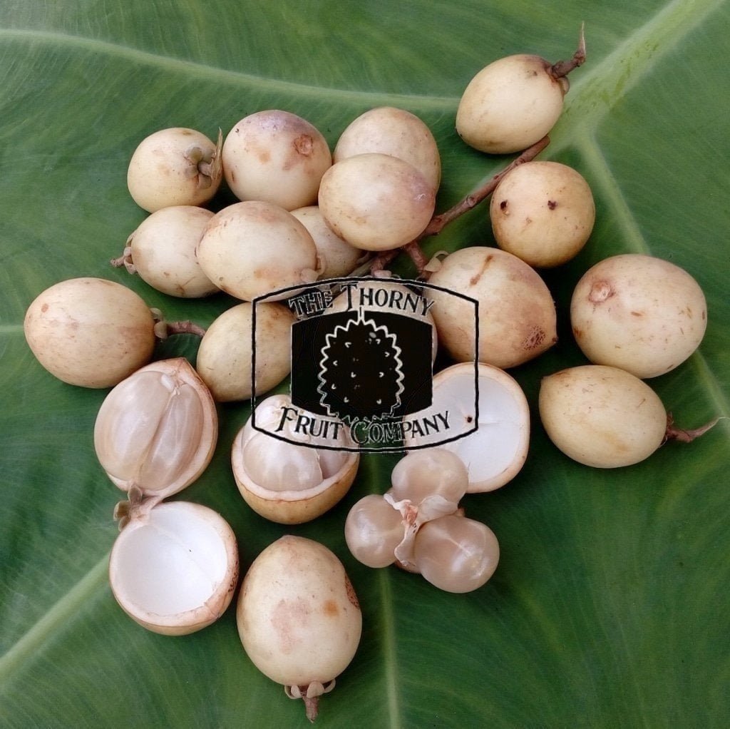 [PRE-ORDER] Buah Rambai. Mafai Farang. Rambi. Baccaurea motleyana – The ...