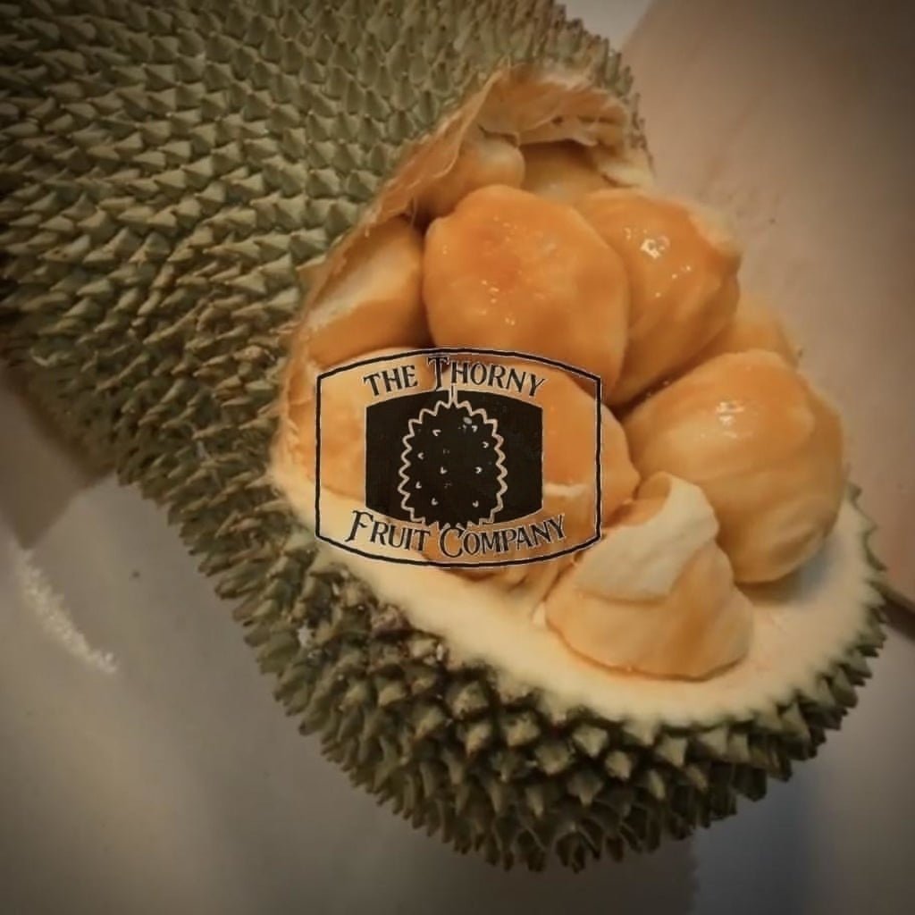 [PRE-ORDER] Fresh Australian Cempedak. Chempedak. Artocarpus Integer ...