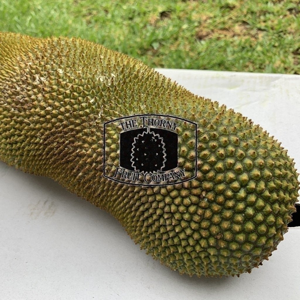 [PRE-ORDER] Fresh Australian Cempedak. Chempedak. Artocarpus Integer ...