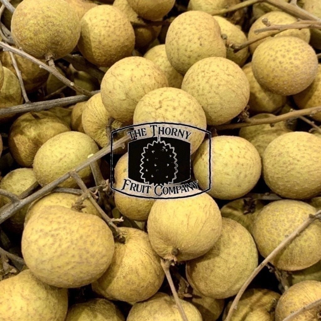 [PRE-ORDER] Fresh QLD Longan. Dimocarpus longan – The Thorny Fruit Co