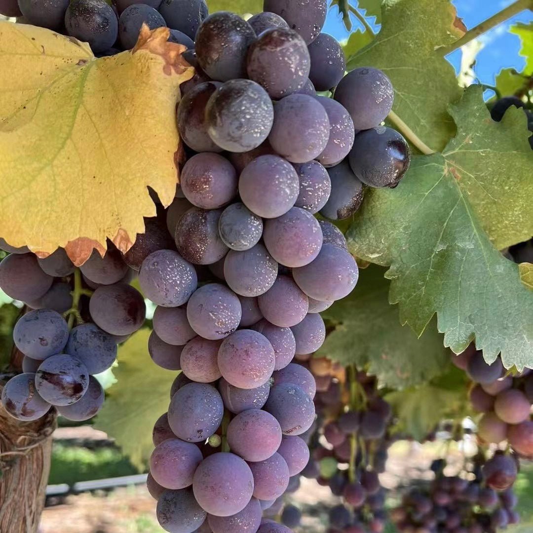 [PRE-ORDER] VIC Kyoho Grapes – The Thorny Fruit Co