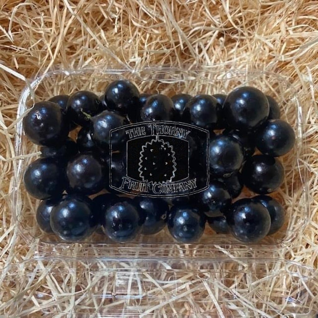 QLD Fresh Jaboticaba. Jabuticaba. Brazilian grapetree – The Thorny Fruit Co