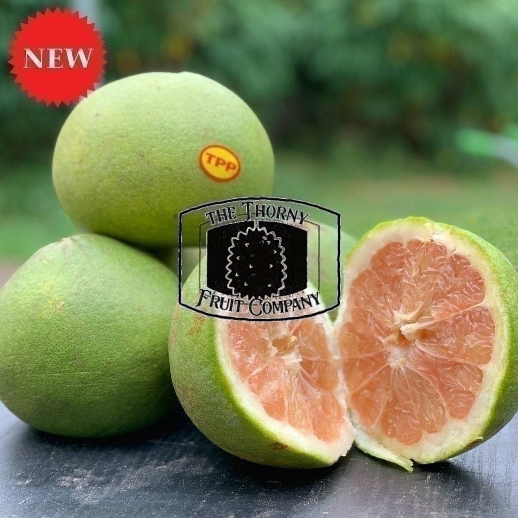 Tropical Primary Product's Fresh Pomelos - Pink-White variety – The ...