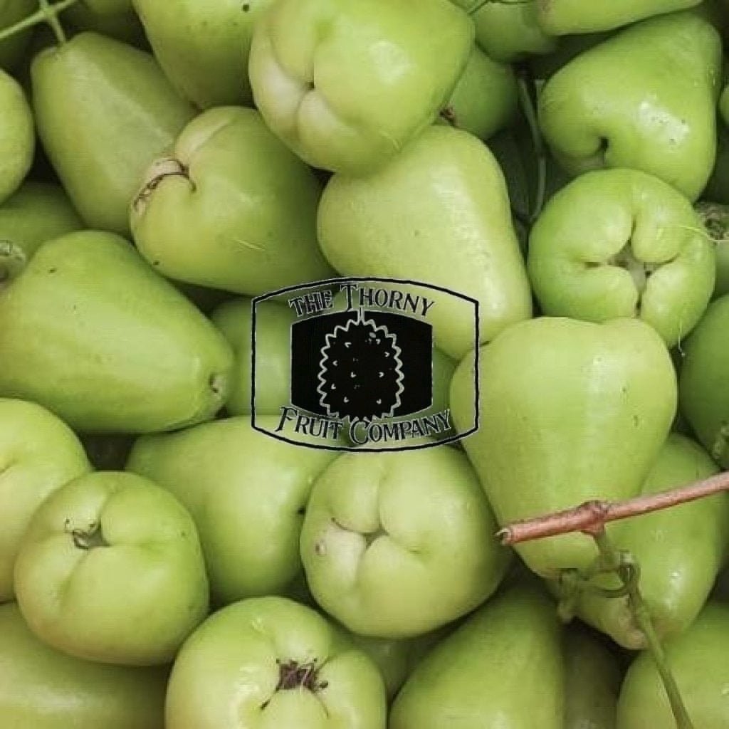 Water Apples. Bell Apples. Wax Apples. Love Apples. Jambu Air – The ...